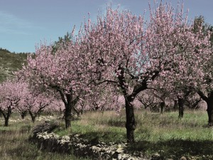 Turrón: Die liebste Weihnachtsschleckerei der Spanier - jamon.de Blog